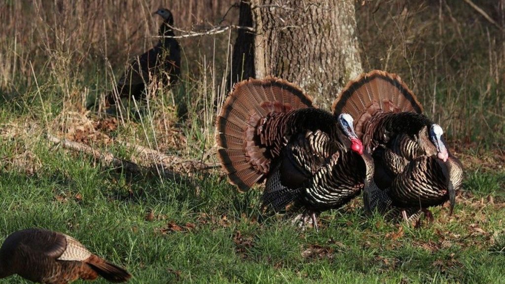 Turkey season opens Today; Baxter County in top 10 for statewide ...