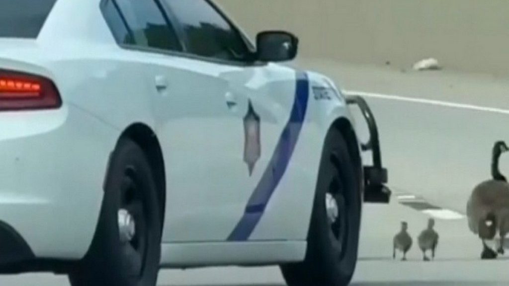 ASP responds after video shows trooper striking goslings on highway | KTLO