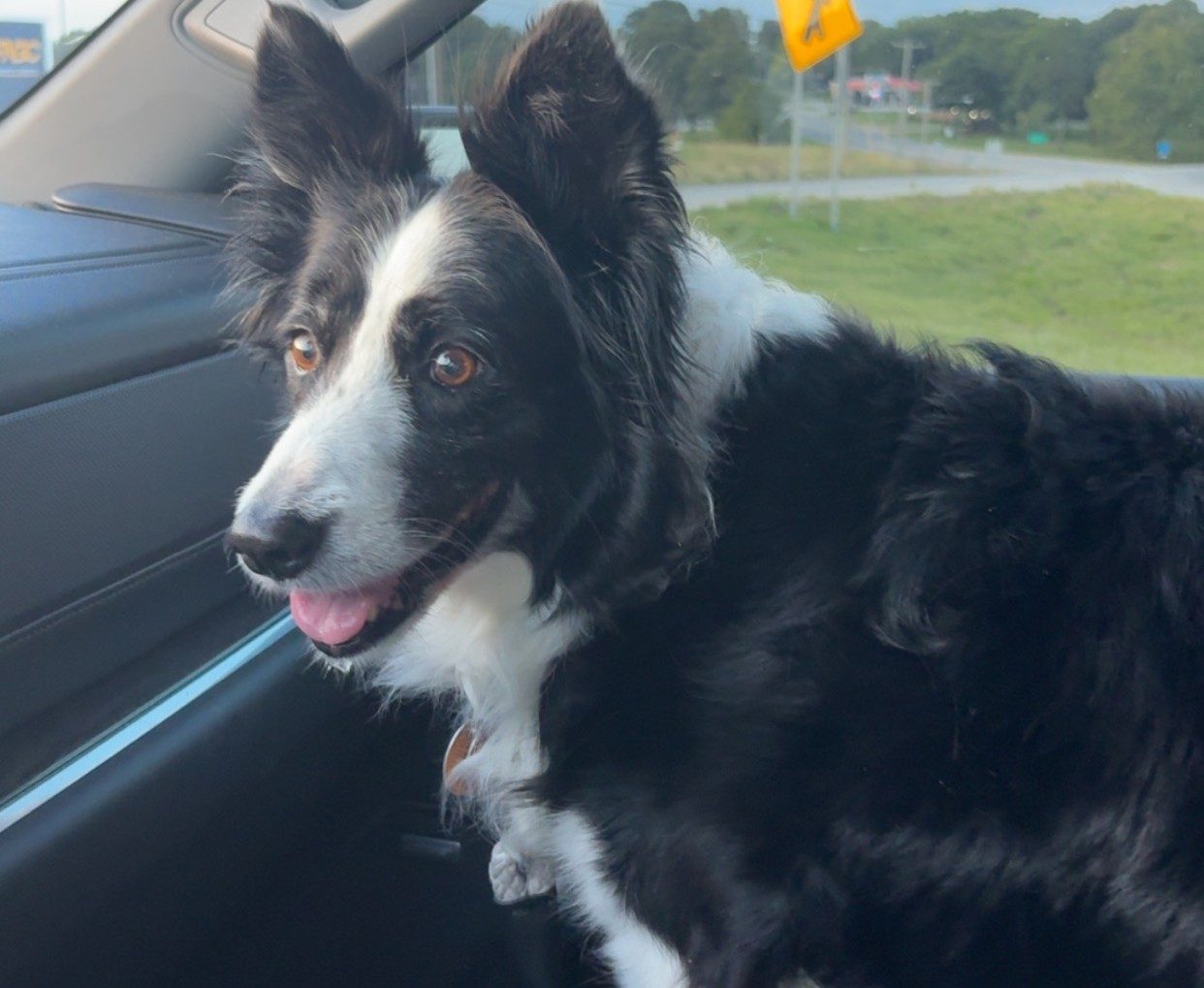 Coach Webb's dog Isabella settling into new home; still drawing smiles ...