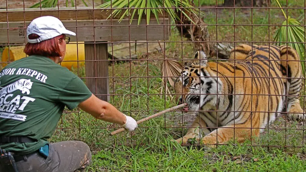 Watch the new trailer for 'Tiger King 2' set to debut on Netflix this ...
