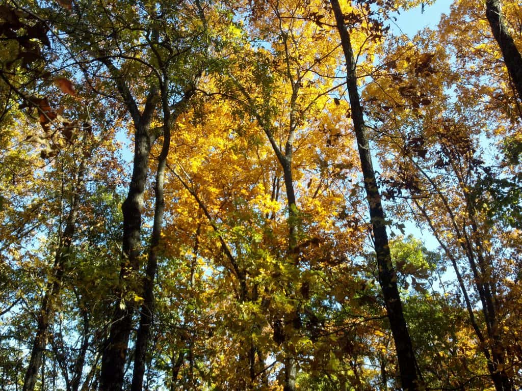 Starved Rock Offers Fall Colors Tours WGLC starved-rock-offers-fall-colors-tours-wglc