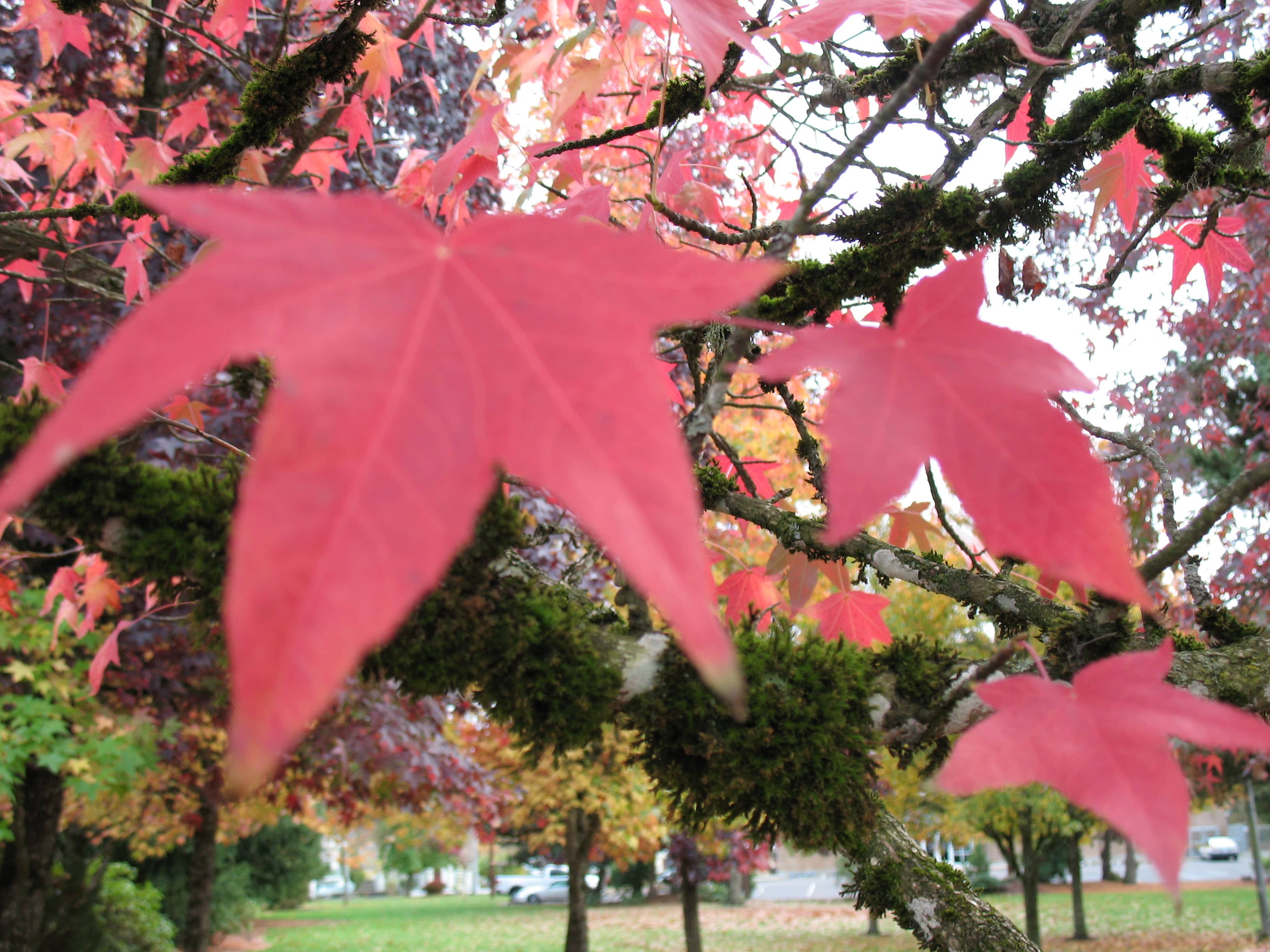Illinois Office Of Tourism Provides Tips To Enjoy Fall Colors WGLC Illinois Office Of Tourism Provides Tips To Enjoy Fall Colors WGLC