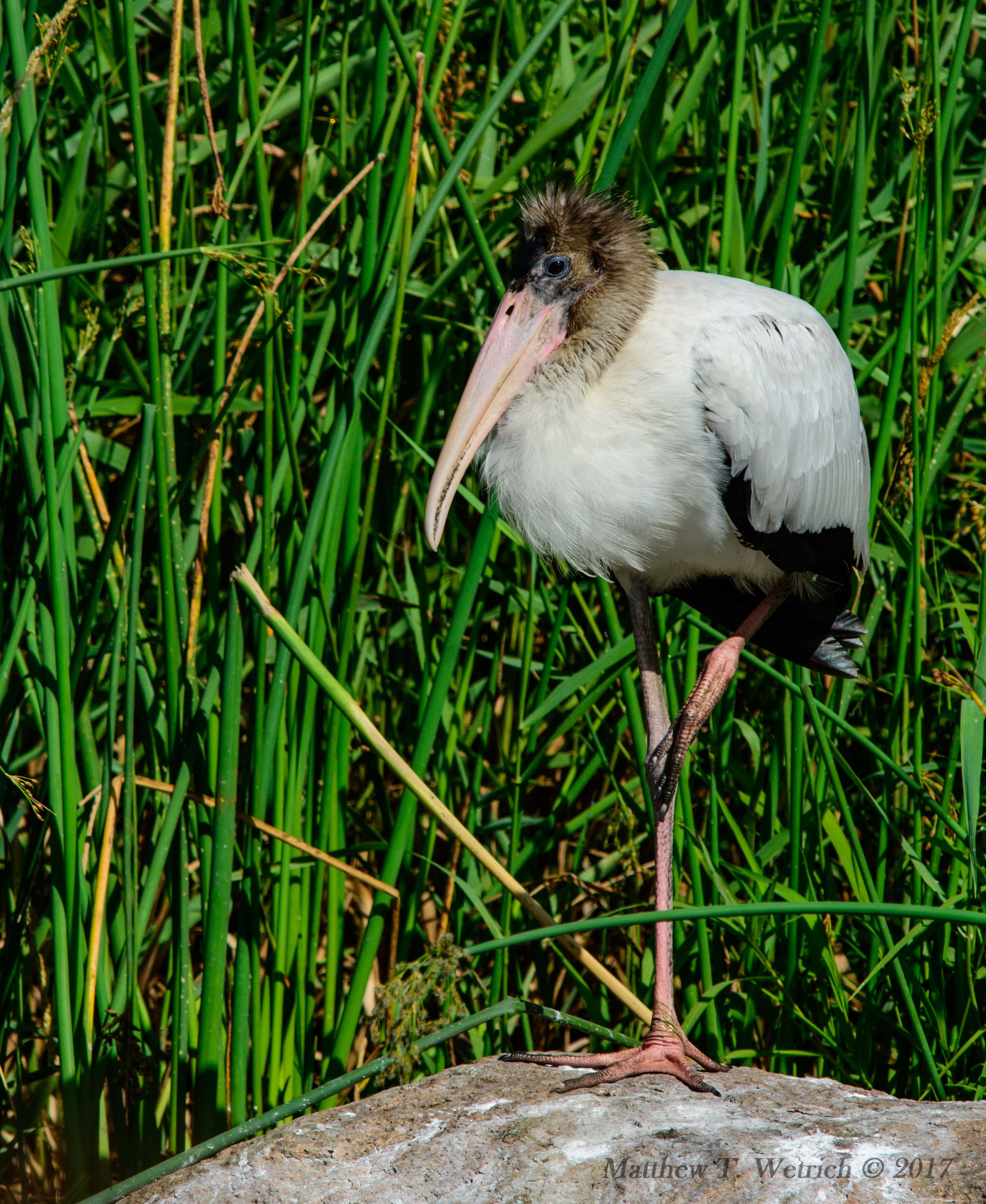 Rare Bird Makes Third-Ever Appearance In Iowa At Dunbar Slough ...