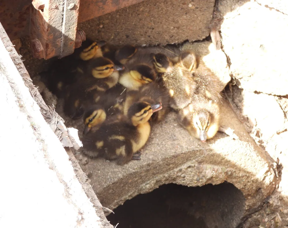 Successful duck rescue in South Haven | News/Talk/Sports 94.9 WSJM