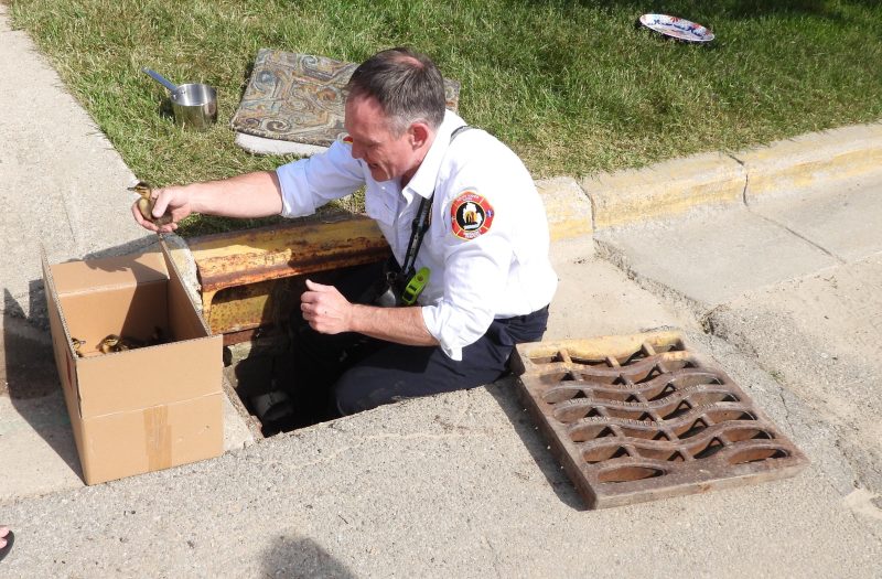 Successful duck rescue in South Haven | WIRX Superstation