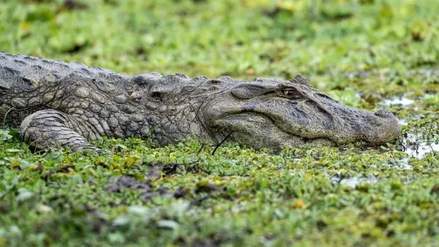 Man arrested after 3-year-old boy critically injured in crocodile ...