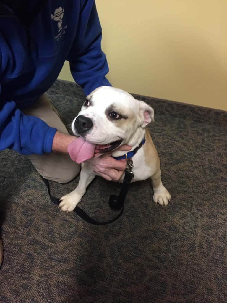 Furry Fridays- Kibble – 4/1/16 | WBTI