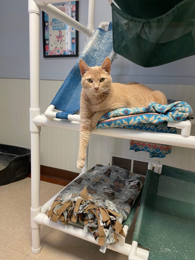 Angela – Furry Friday | WBTI