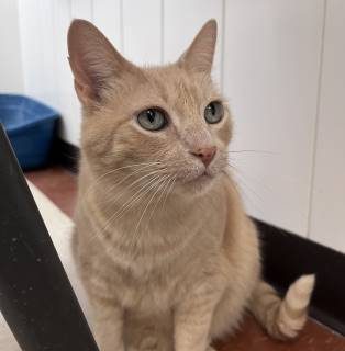 Caramel – Furry Friday 11.21.25 | WBTI