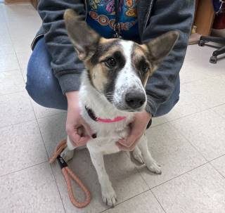 Sable – Furry Friday 11.28.25 | WBTI