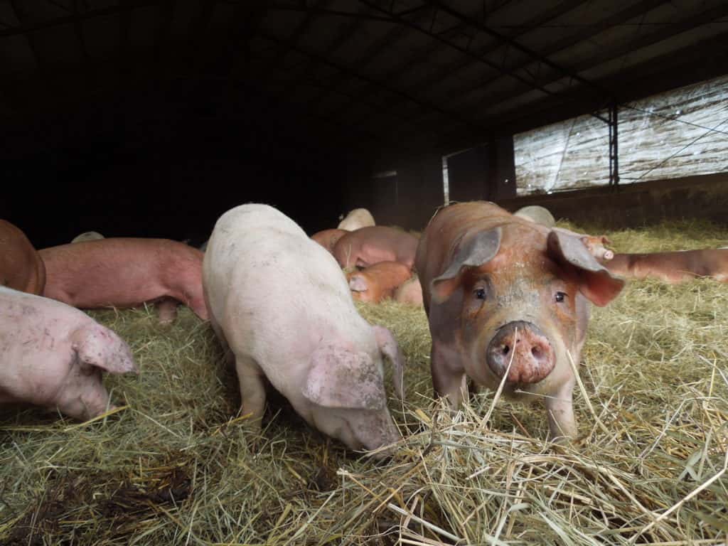 USDA: Iowa leads States in Hog Production | 680 KFEQ