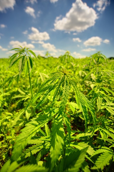 2021 U.S. Hemp production worth $824 million | 680 KFEQ