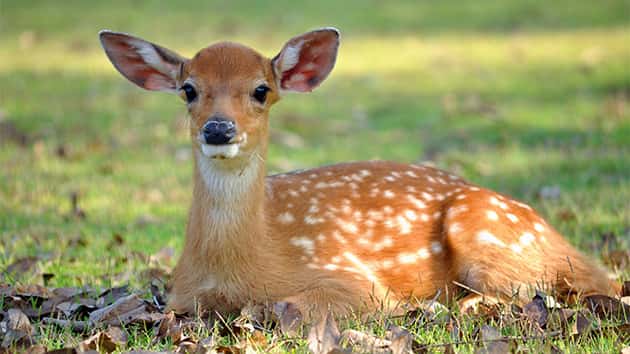 Neighbors Ensure Fawn is Not Removed From Wild | MyCentralOregon.com ...