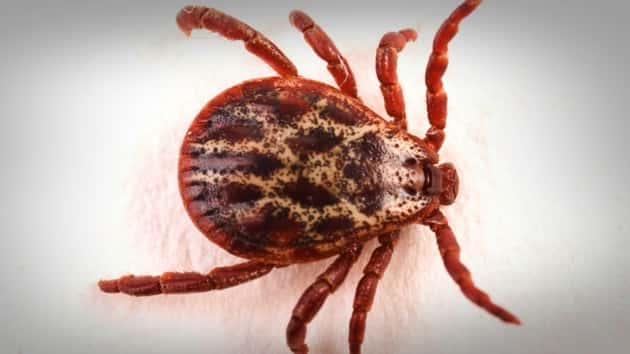 Rare Tick-Borne Hemorrhagic Fever Reported in Spain | MyCentralOregon ...