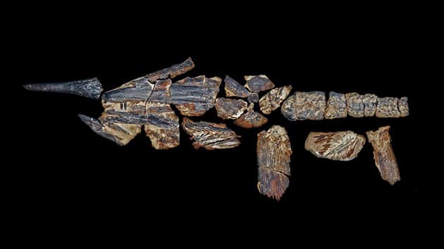 Fossil of 100-Million-Year-Old Fish with 'Swordfish-Like Head and ...