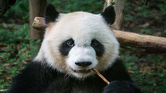 Basi the world's oldest giant panda in captivity dies at 37 ...