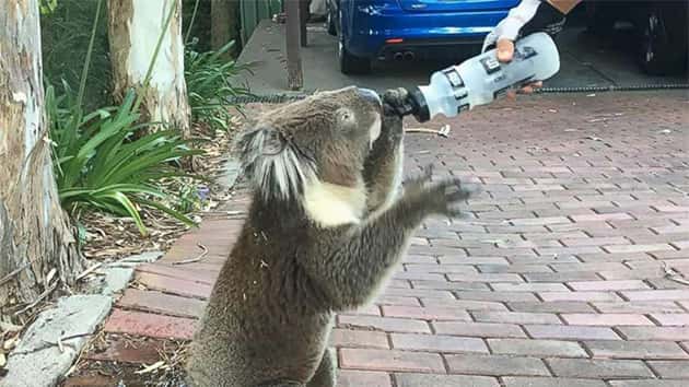 Thirsty koala drinks entire water bottle from generous cyclist ...