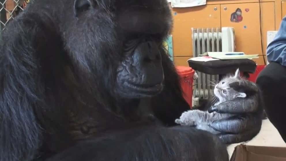 Koko, the famous gorilla who learned sign language, to be laid to rest ...