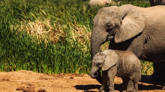 Poaching likely created a generation of tuskless elephants, scientists ...