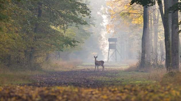 Wildlife undercrossings improve safety | MyCentralOregon.com - Horizon ...