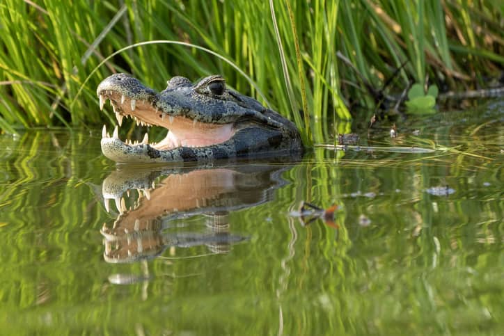 Florida man bitten in arm by alligator while washing hands in a pond ...
