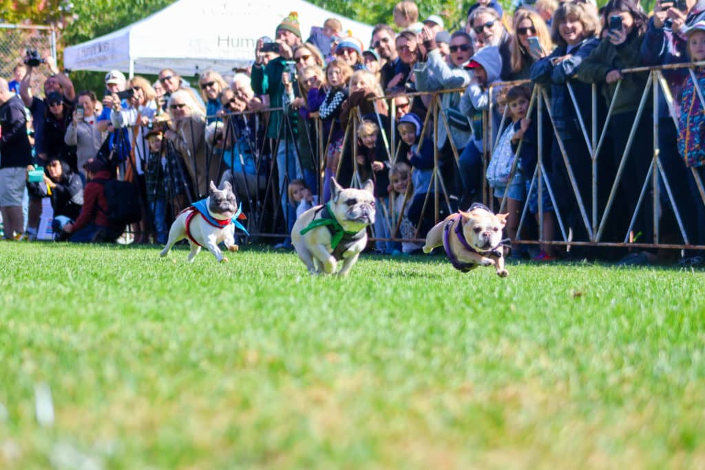 'Great Bark Bash' Dog Races At Bend Fall Fest | MyCentralOregon.com ...