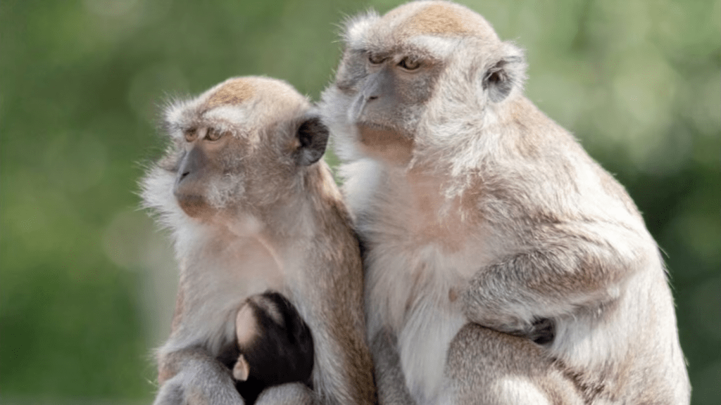 43 primates on the loose in South Carolina town after escaping from ...