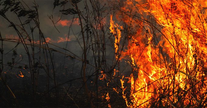 Fire Weather Watch Issued as Dangerous Conditions Persist, Jumping ...