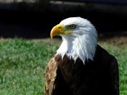 A bald eagle found unable to fly near Mississippi River Road in Keokuk ...
