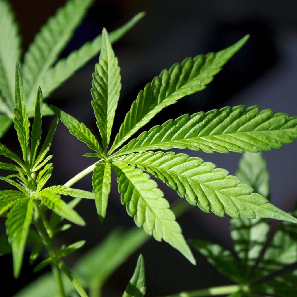 Marijuana Drug Bill Passes Idaho House KOZE