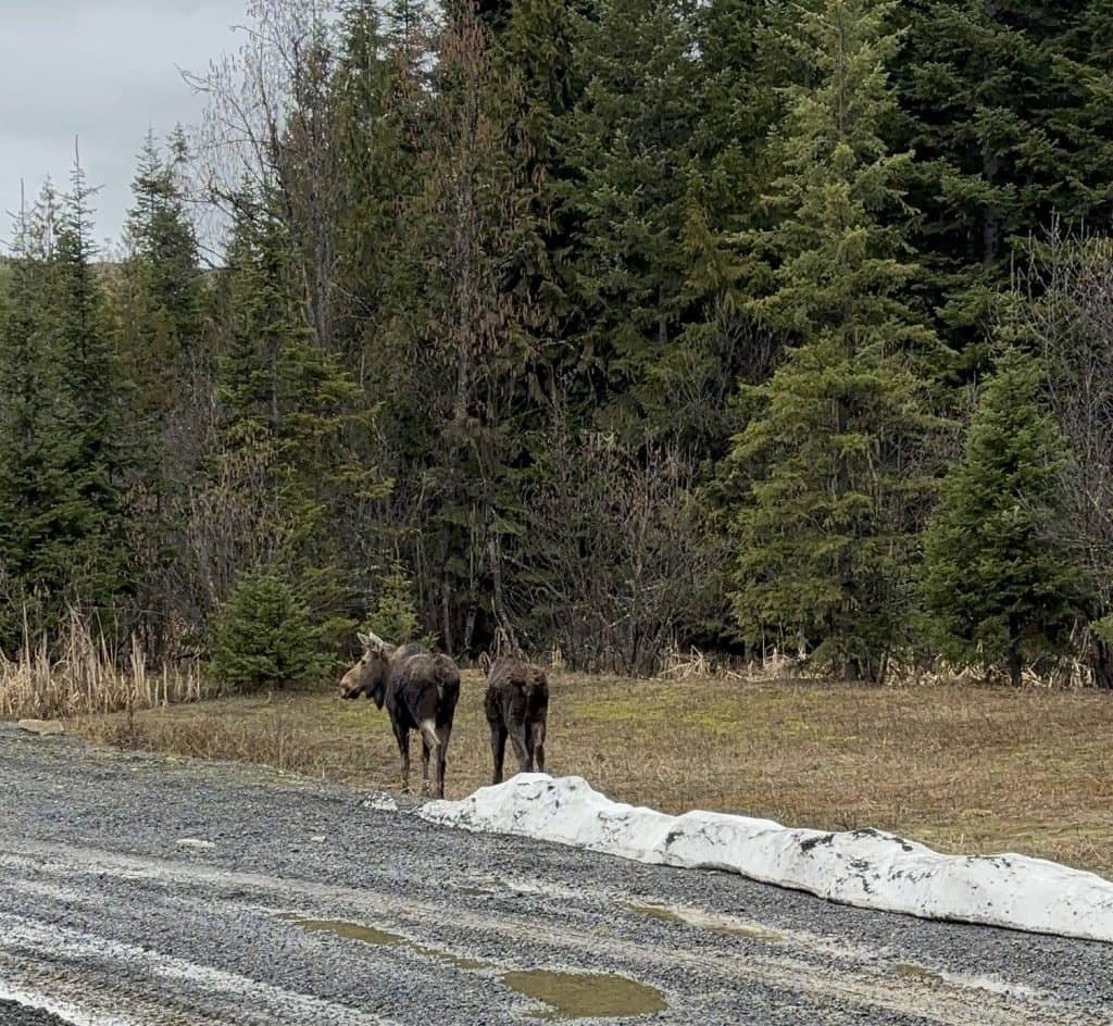 IDFG Relocates Cow and Calf Moose from U of I Campus | KOZE