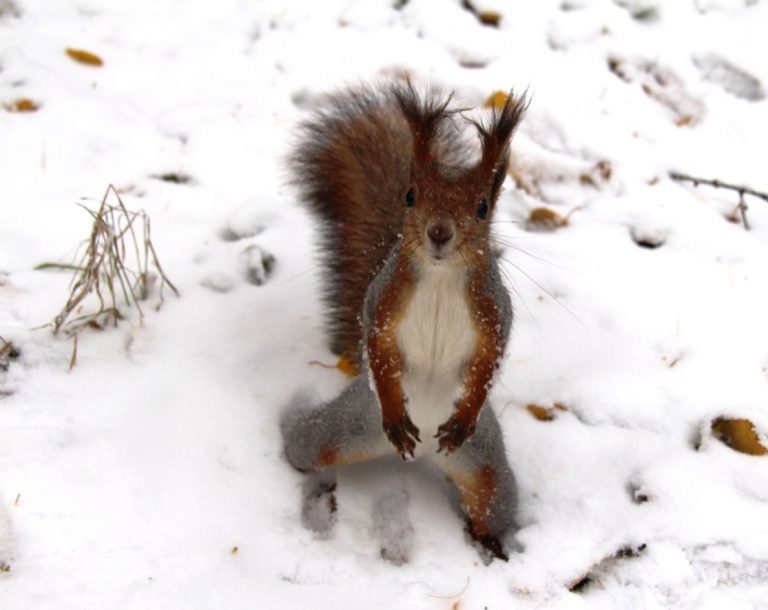 For National Squirrel Day, utility highlights actions to prevent ...