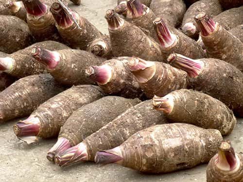 Samoan Taro Taro In American Samoa