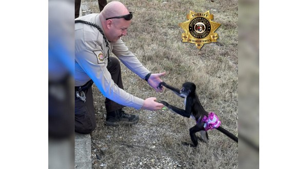 Tutu-wearing monkey rescued by deputies in Missouri | KTLO