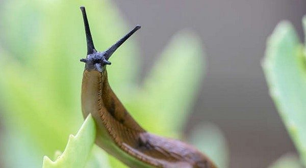 Slaying slugs in the garden | KTLO