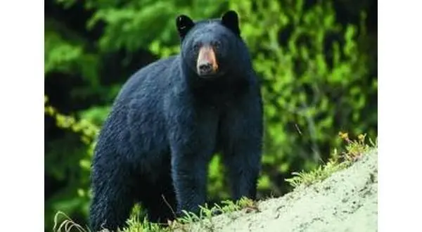 Missouri man found dead in Newton County; bear attack suspected | KTLO