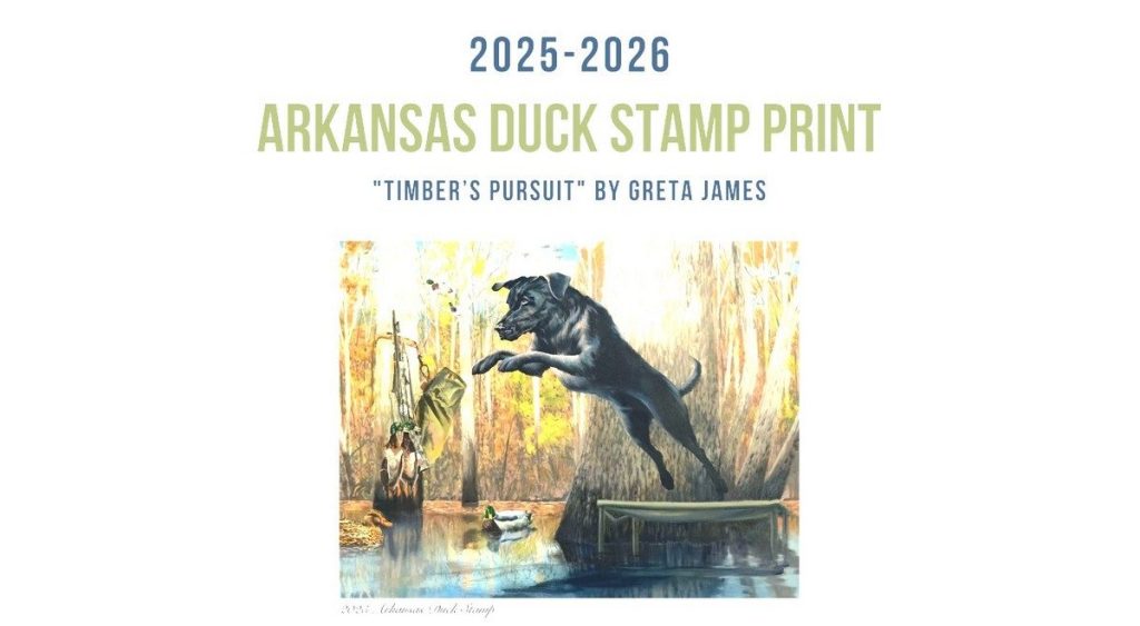 Arkansas releases 2025 duck stamp print | KTLO