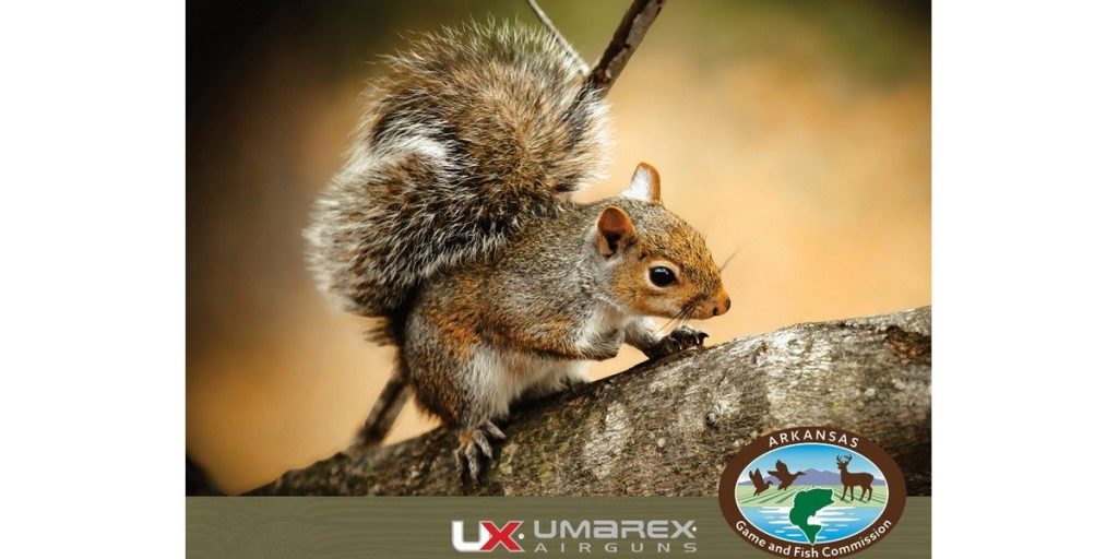 Fred Berry Center to host annual AGFC Big Squirrel Challenge | KTLO