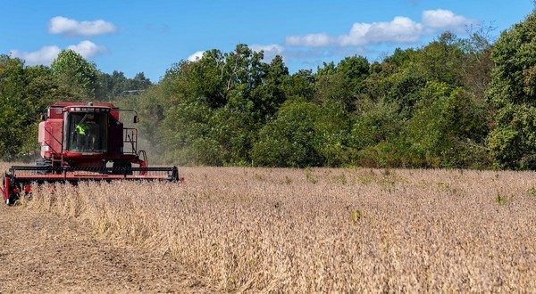 Arkansas farmers shifting to soybeans due to rising costs | KTLO