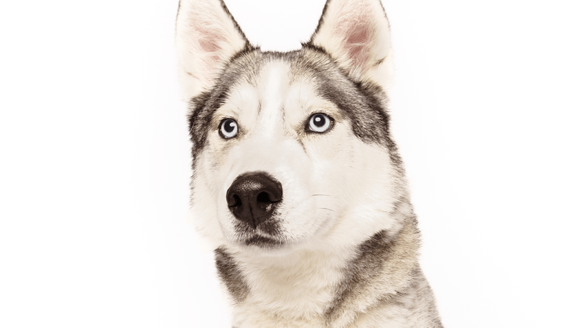 Kyba Is Ready For Playtime | 95.9 The Ranch KFWR