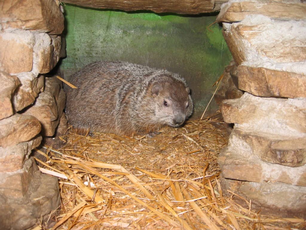 Punxsutawney Phil predicts an Early Spring | Big 102.1 KYBG-FM