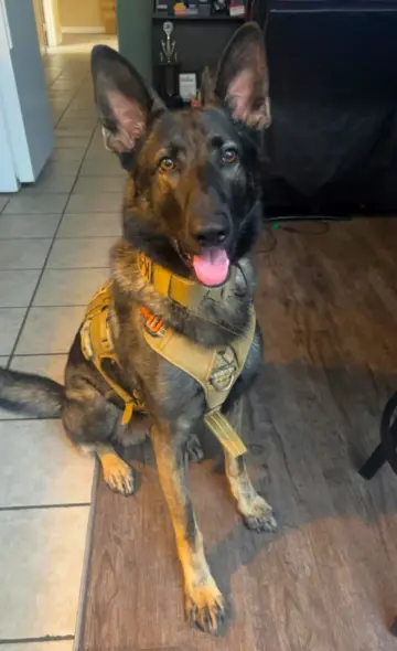 Sudden death of K9 Officer Zeus leaves Fentress family in mourning, the ...