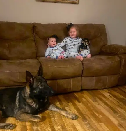 Sudden death of K9 Officer Zeus leaves Fentress family in mourning, the ...