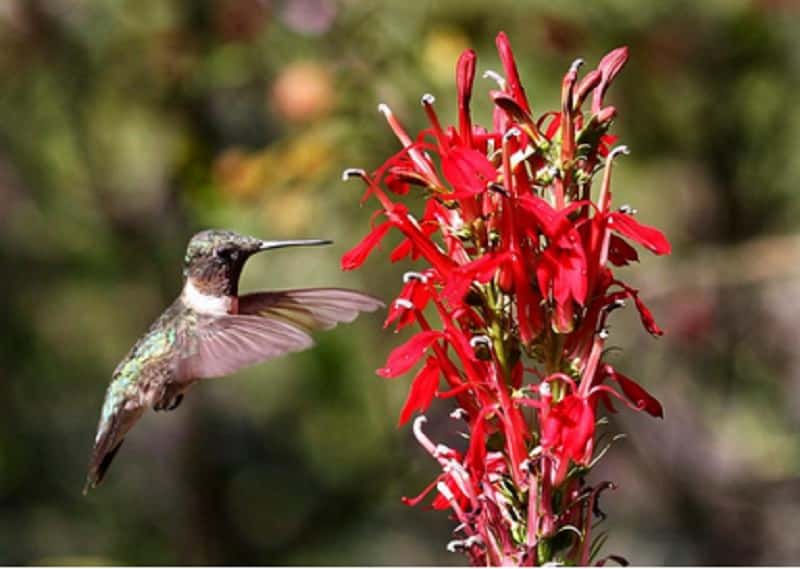 Hummingbirds Migrating to LBL For Annual Festival | WKDZ Radio