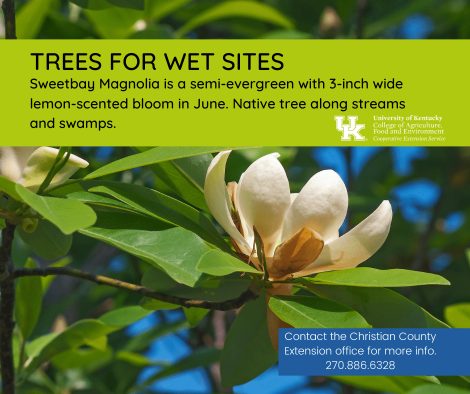 Selecting Trees For Wet Sites Wkdz Radio