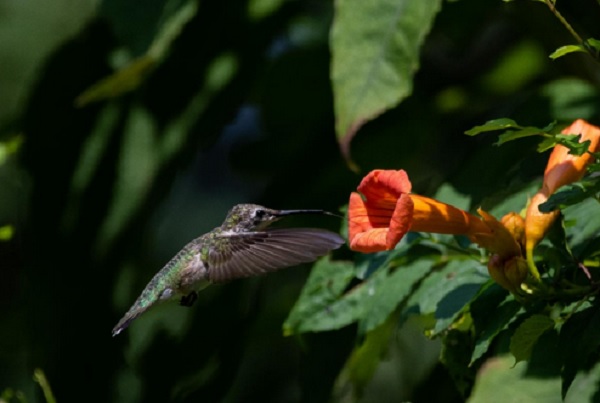 LBL To Host 26th Annual Hummingbird Festival This Weekend | WKDZ Radio
