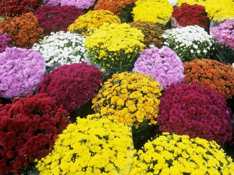 Color Your Fall with Mums | WKDZ Radio