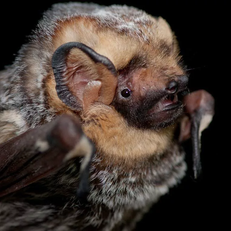 Bat tests positive for rabies in ONPMyClallamCounty.com ...